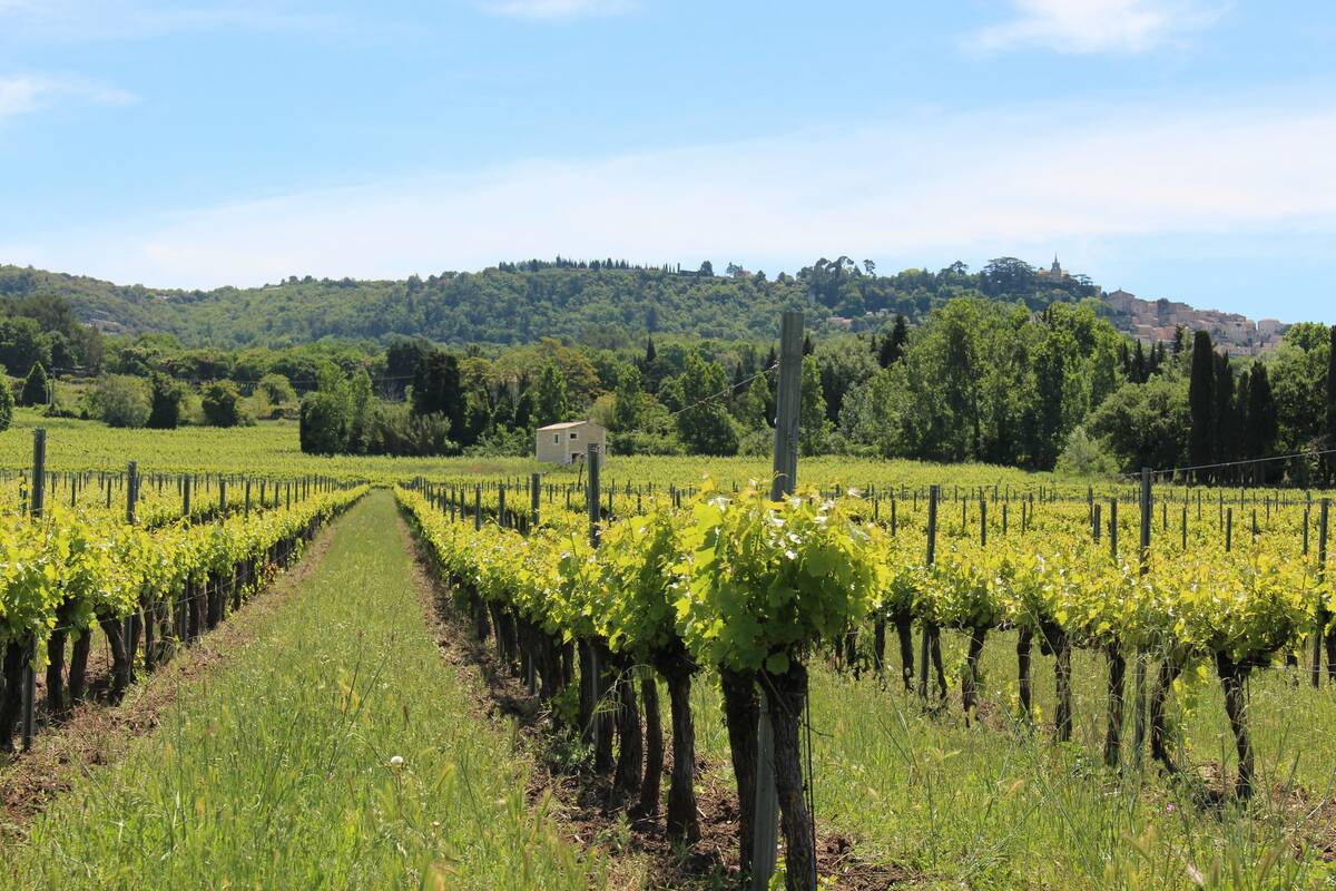 Vin du Luberon : domaines et caves viticoles