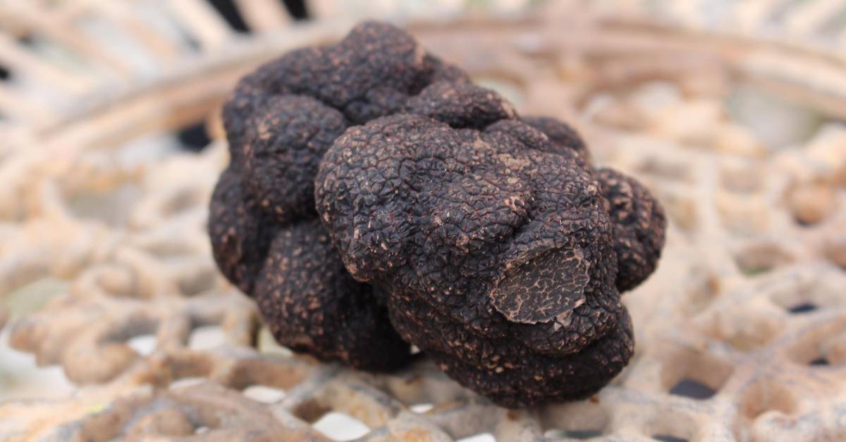 La truffe en Luberon